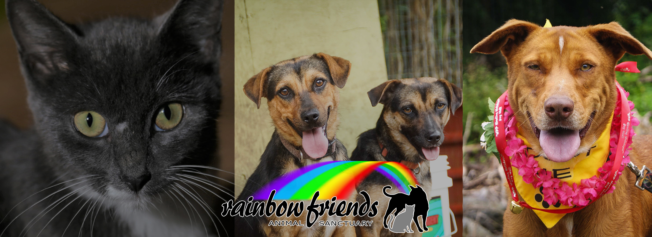 Rainbow Friends Animal Sanctuary – Non-Profit Organization