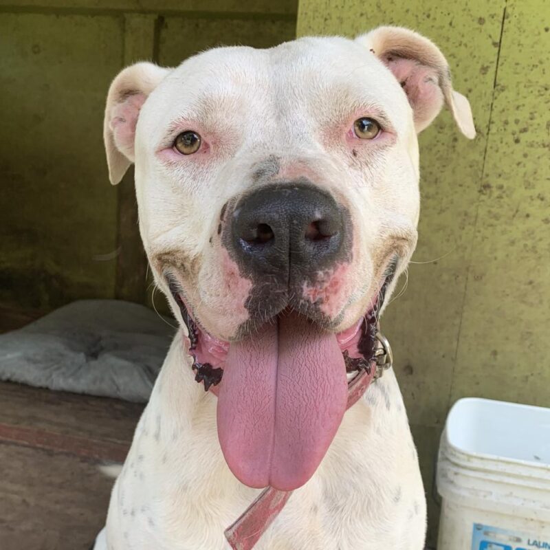 Empty The Rainbow Friends Kurtistown Sanctuary-Send the Pups Home for ...
