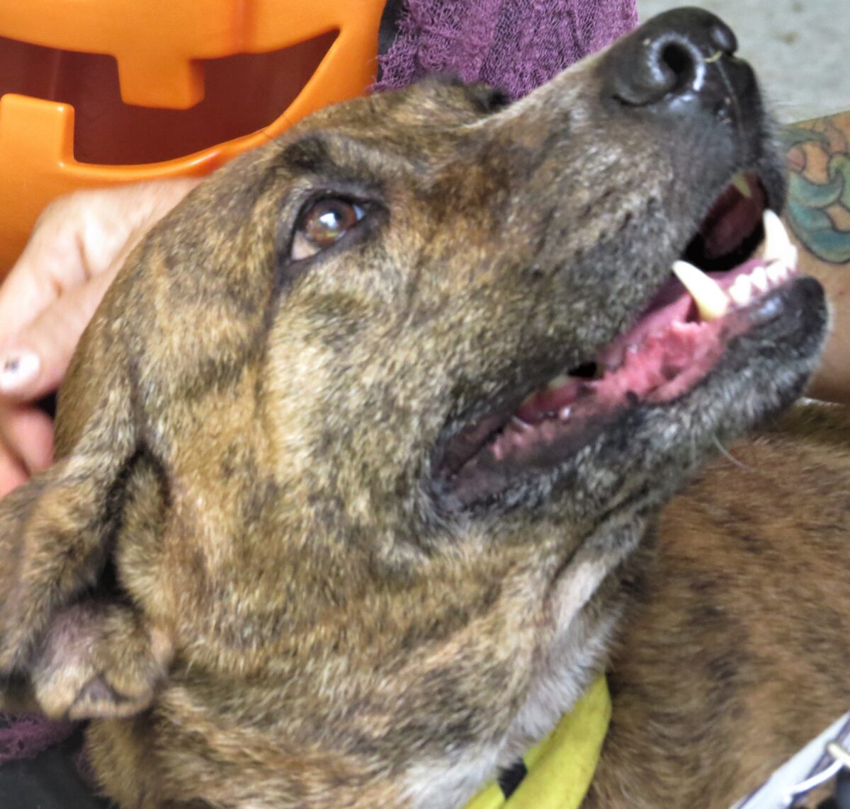 Meet Our Animals – Rainbow Friends Animal Sanctuary