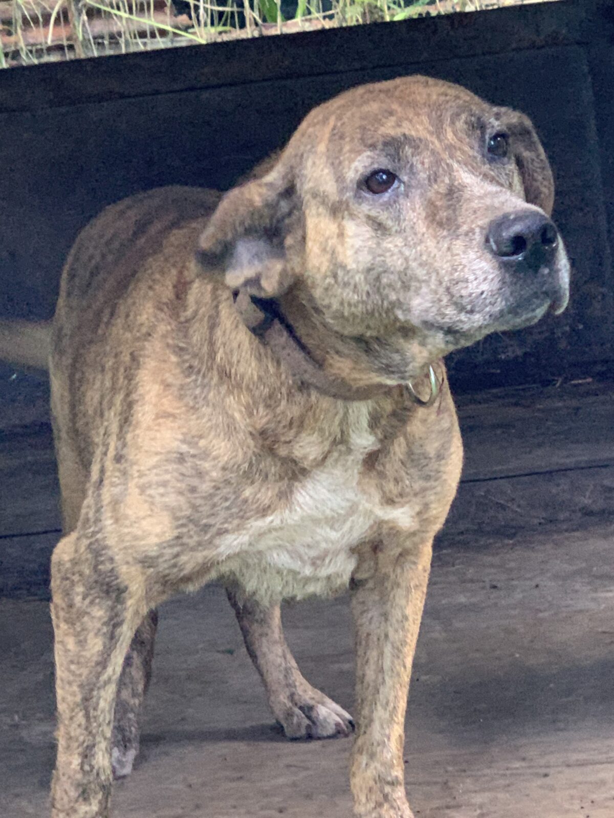 Meet Our Animals – Rainbow Friends Animal Sanctuary
