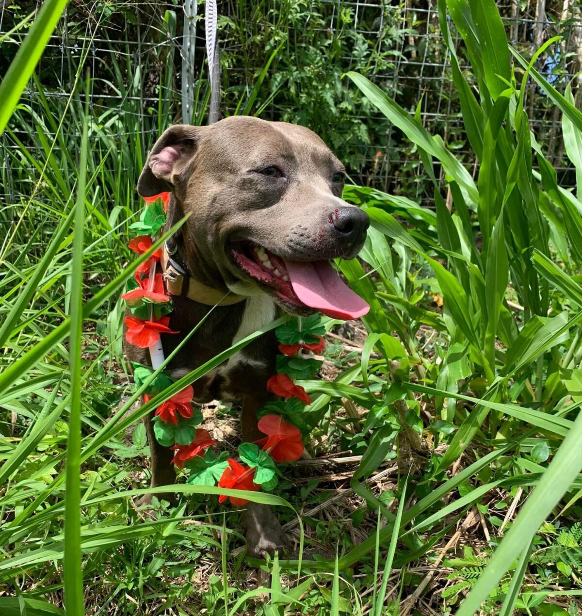 Meet Our Animals – Rainbow Friends Animal Sanctuary