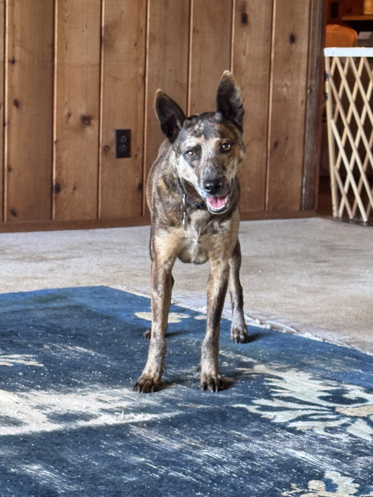 Rainbow Friends Animal Sanctuary – Non-Profit Organization
