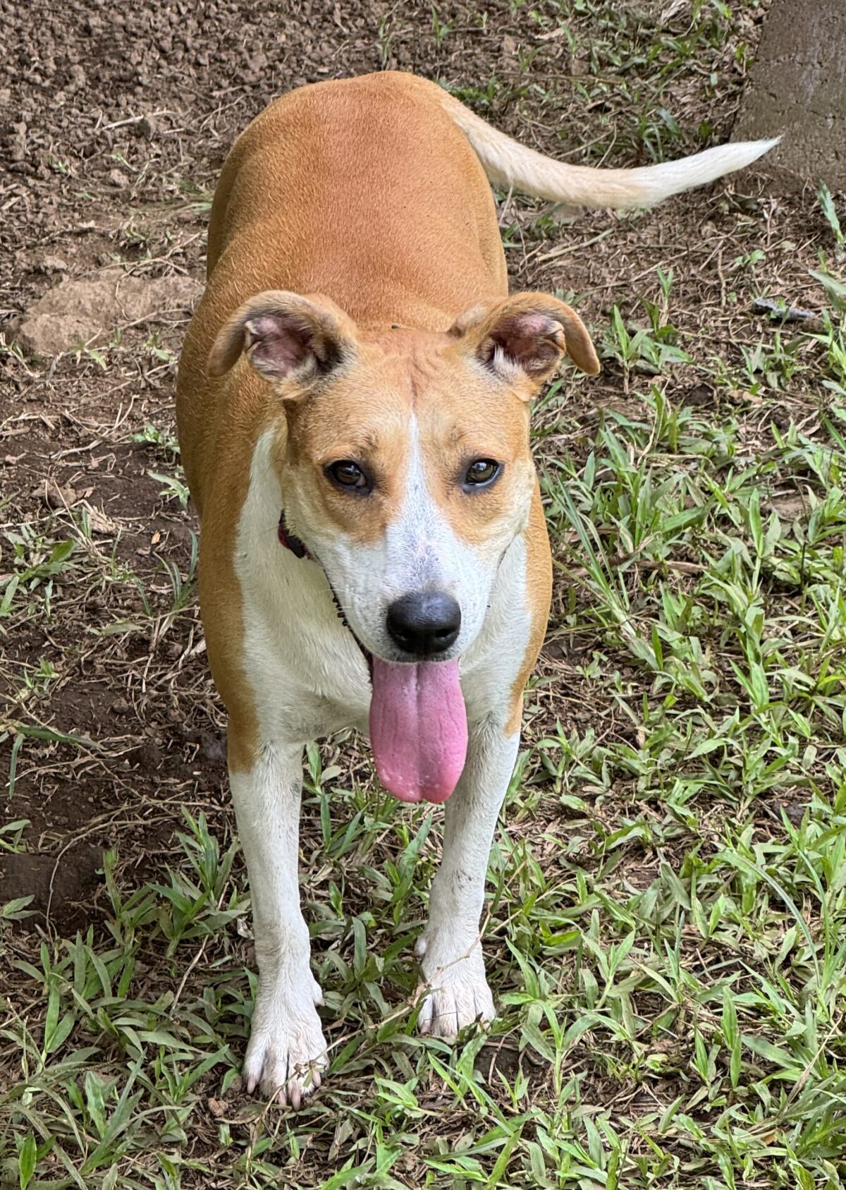 Meet Our Animals – Rainbow Friends Animal Sanctuary